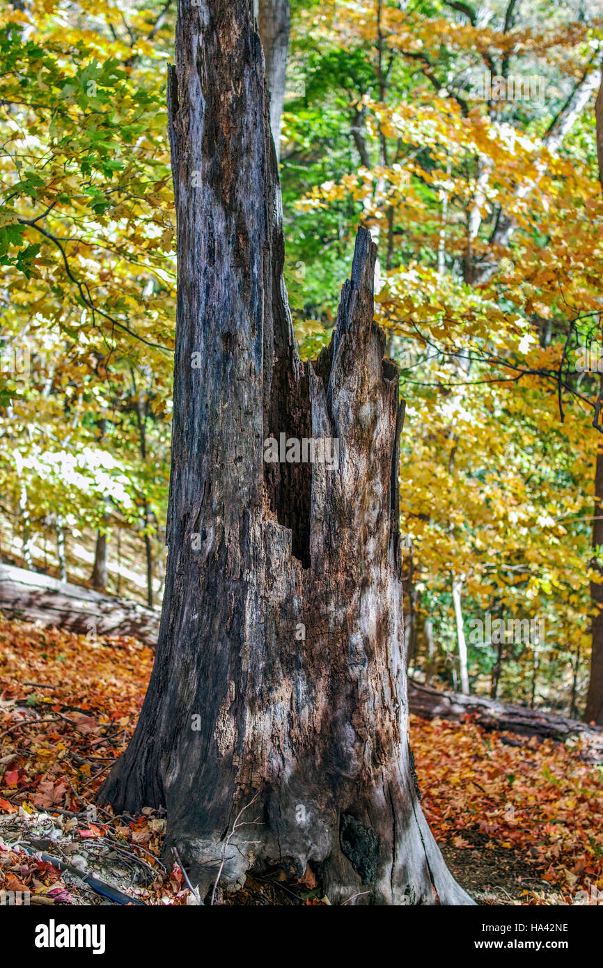 Autumn in the forest, Northeast United States dead tree stump Stock ...