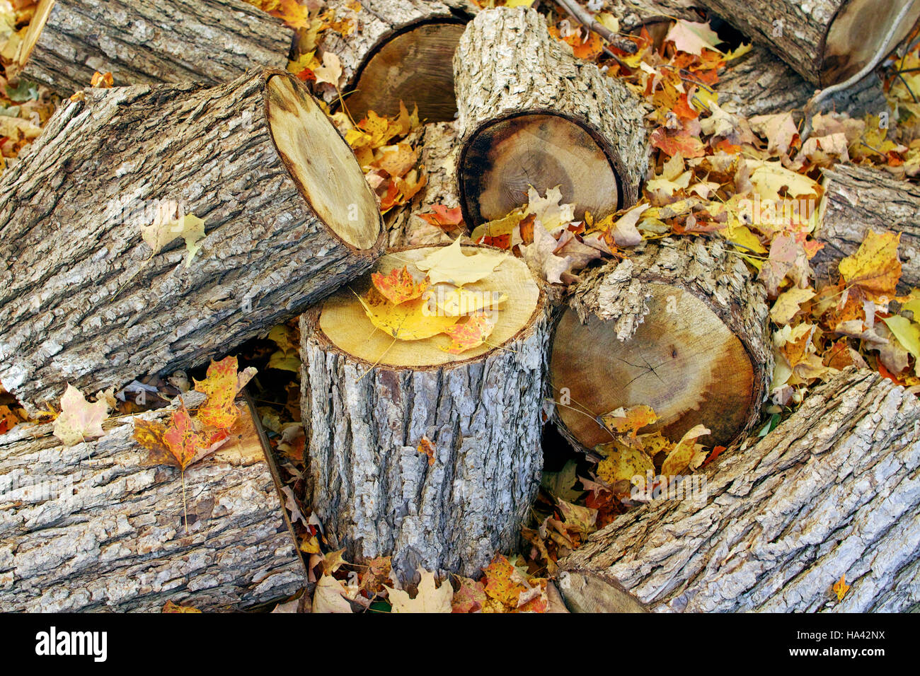 Autumn leaves on top of logs in forest Stock Photo - Alamy