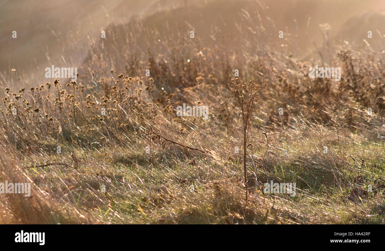 Cobwebs in the Grass Glistening in the Sun Stock Photo - Alamy