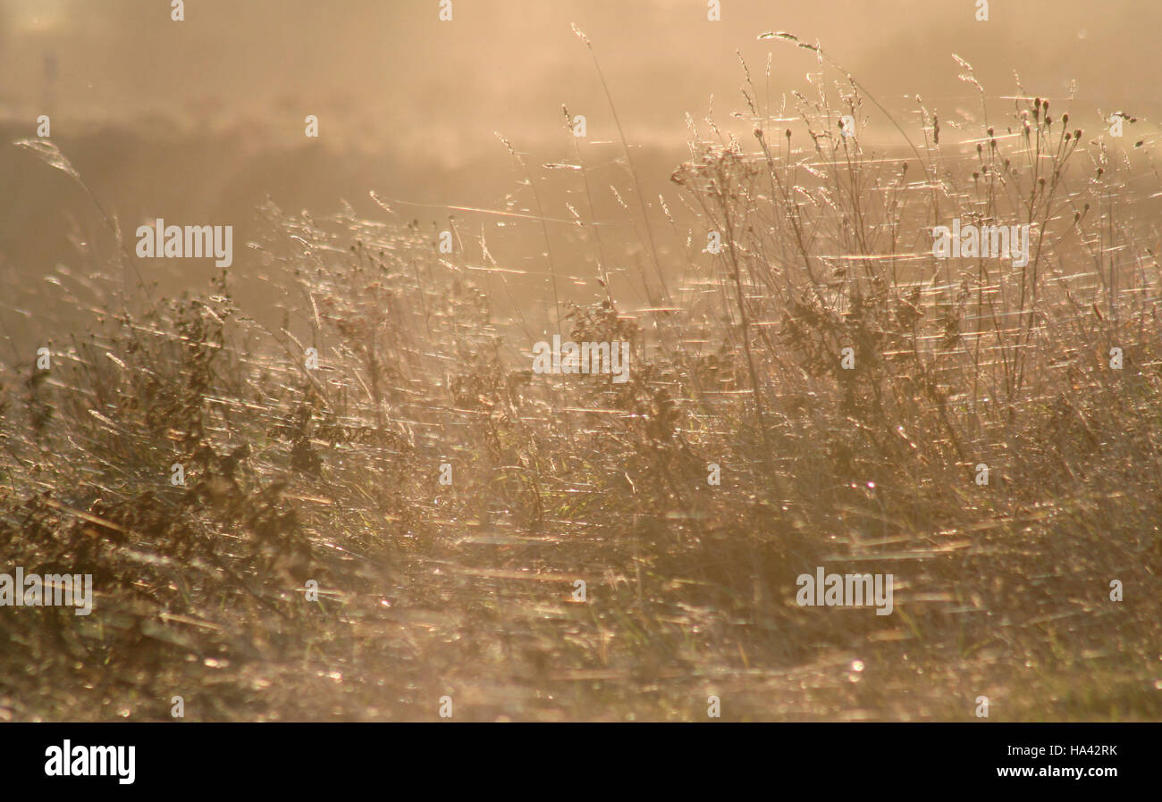 Cobwebs in the Grass Glistening in the Sun Stock Photo - Alamy