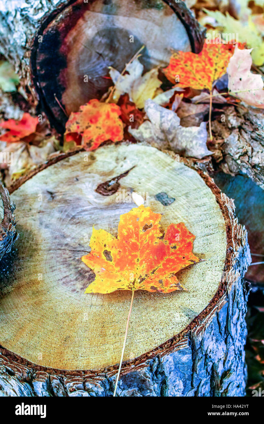 Autumn maple leaves on large leaf after rain Stock Photo - Alamy