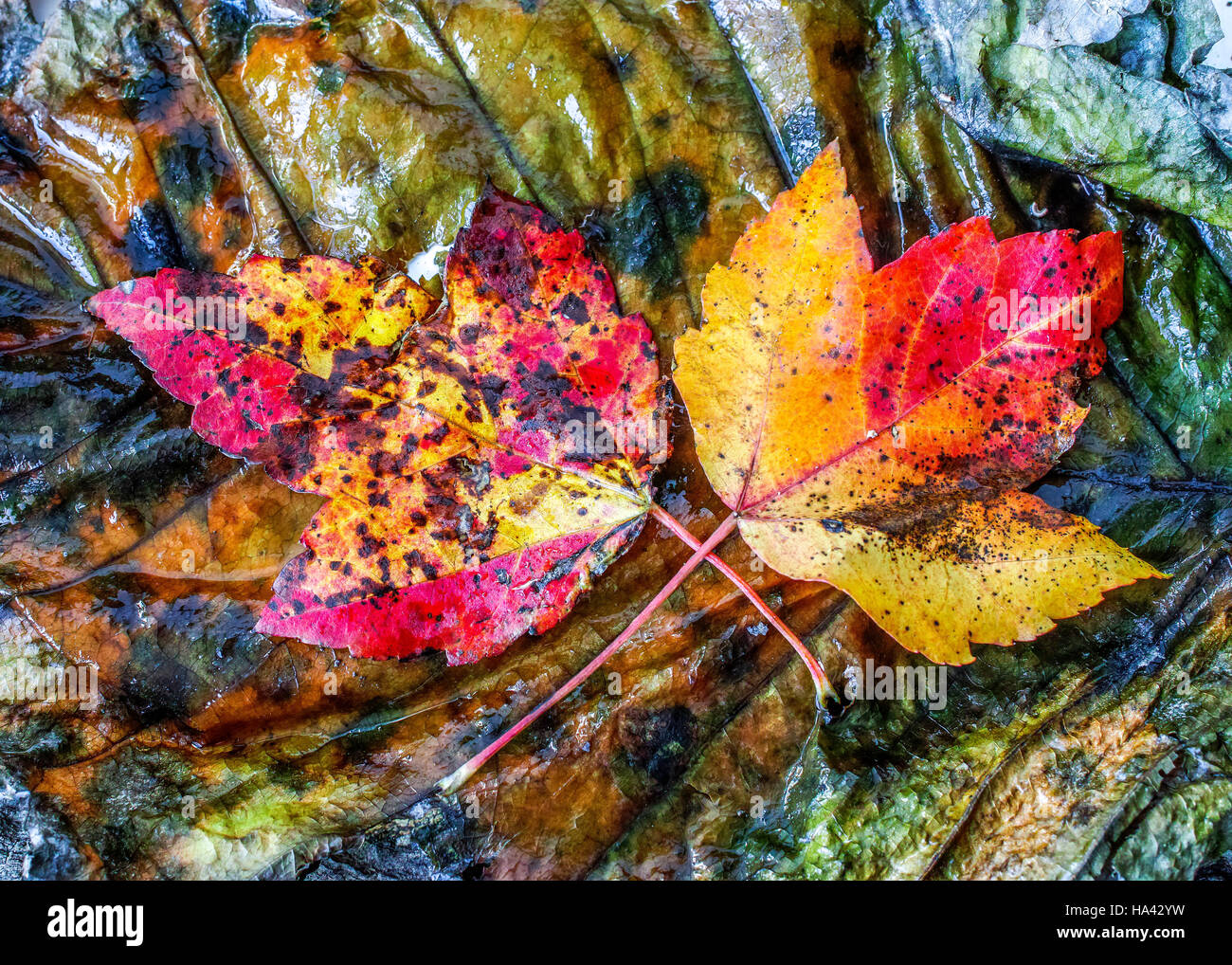 Autumn maple leaves on large leaf after rain Stock Photo - Alamy