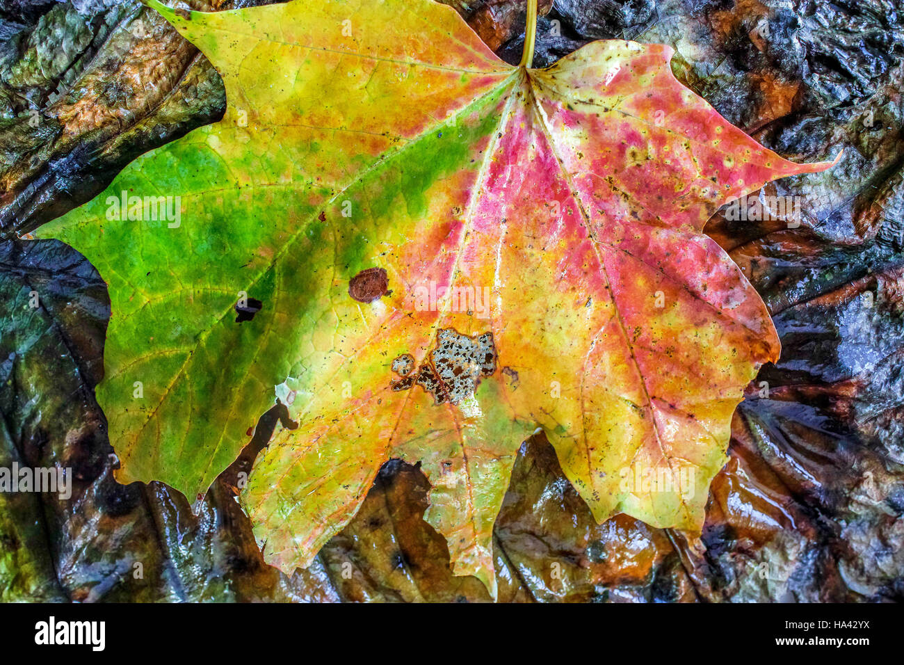 Autumn maple leaves on large leaf after rain Stock Photo - Alamy