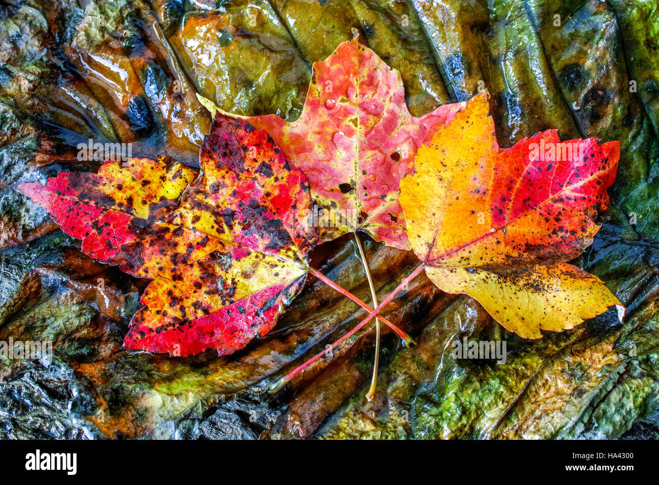 Autumn maple leaves on large leaf after rain Stock Photo - Alamy
