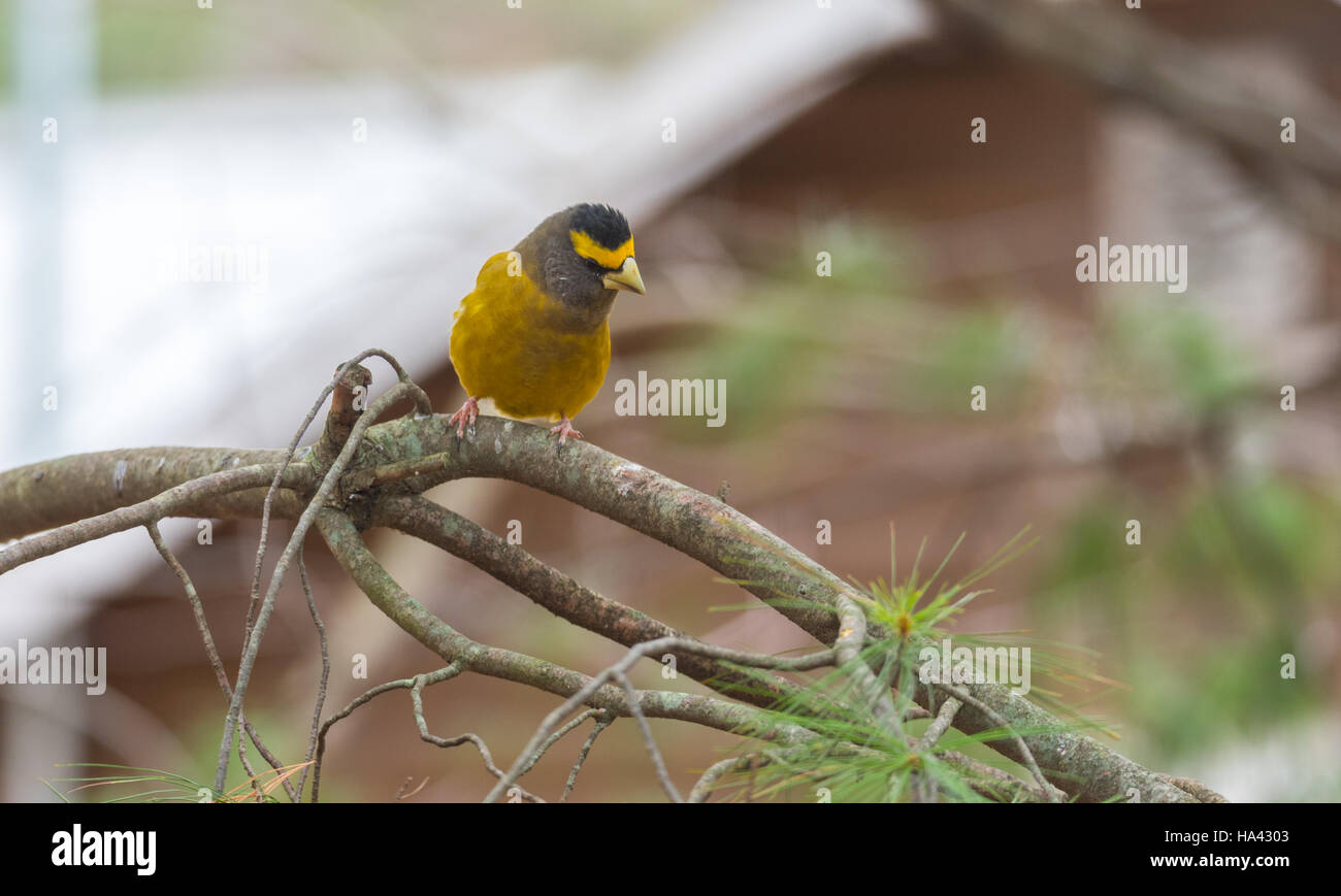 Two grosbeaks hi-res stock photography and images - Alamy