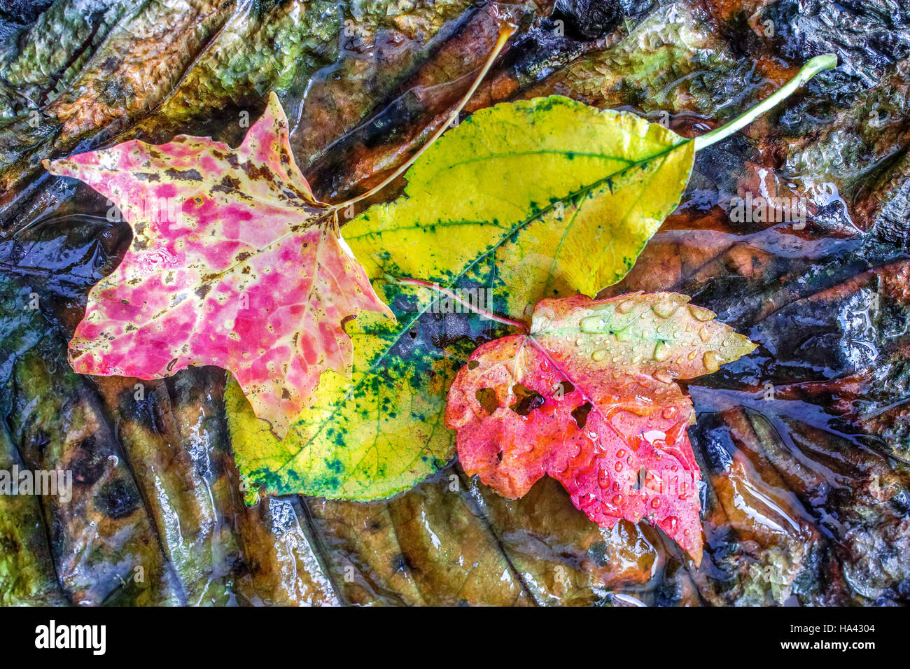 Autumn maple leaves on large leaf after rain Stock Photo - Alamy