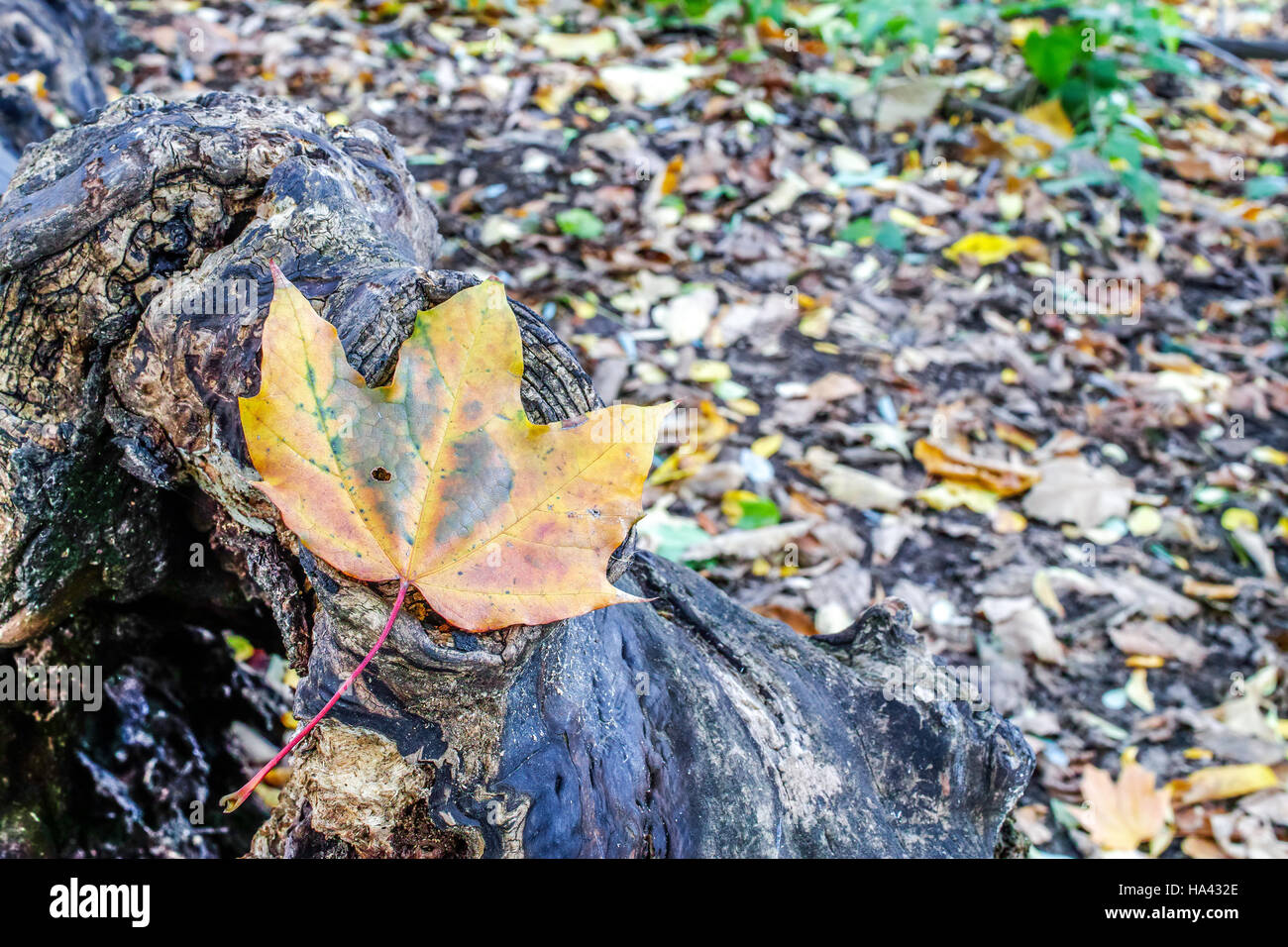 maple Autumn leaves in forest on log Stock Photo - Alamy
