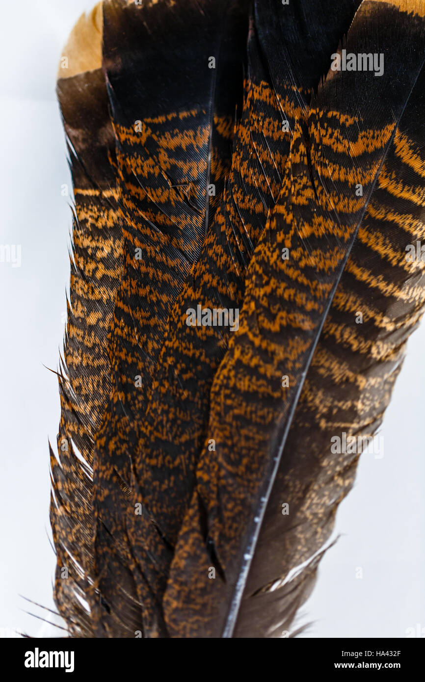 Wild turkey feathers hi-res stock photography and images - Alamy