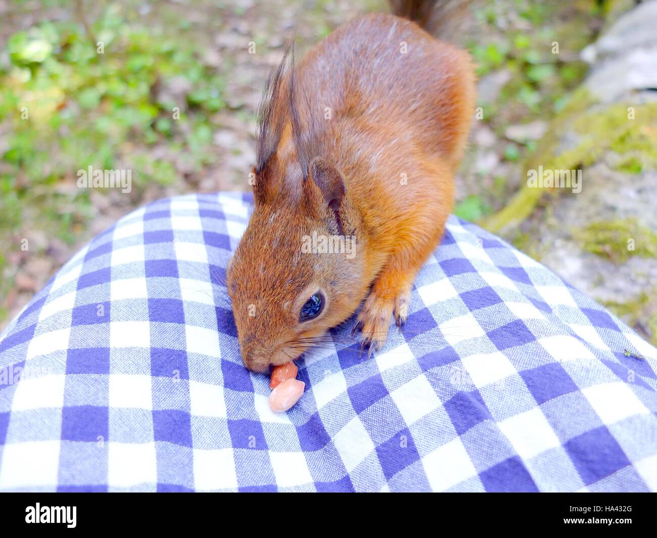 Cute squirrel eating a nut, autumn fur, Finland Stock Photo - Alamy