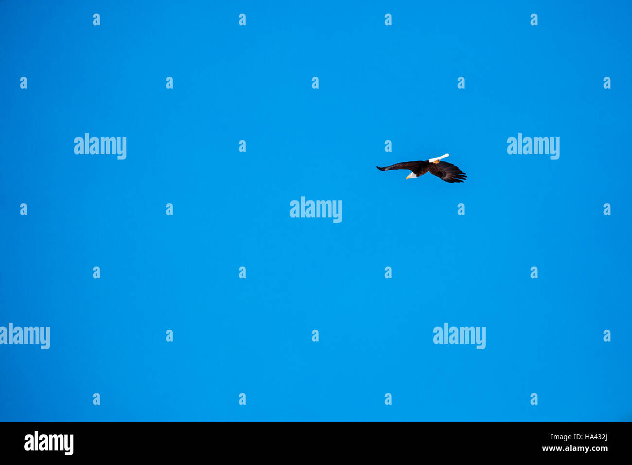 Bald eagle flying in a clear blue sky Stock Photo - Alamy