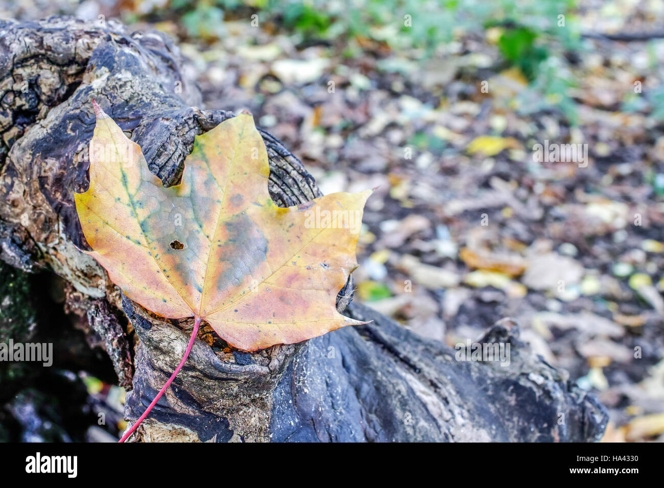 maple Autumn leaves in forest on log Stock Photo - Alamy