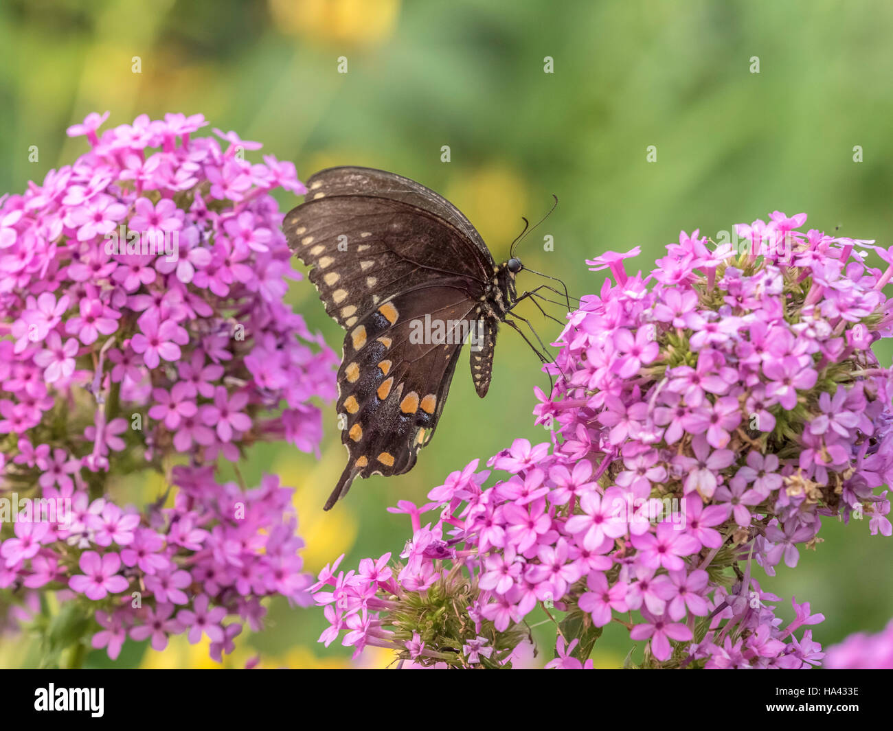 Eastern tiger swallowtail, Papilio glaucus is a species of swallowtail ...