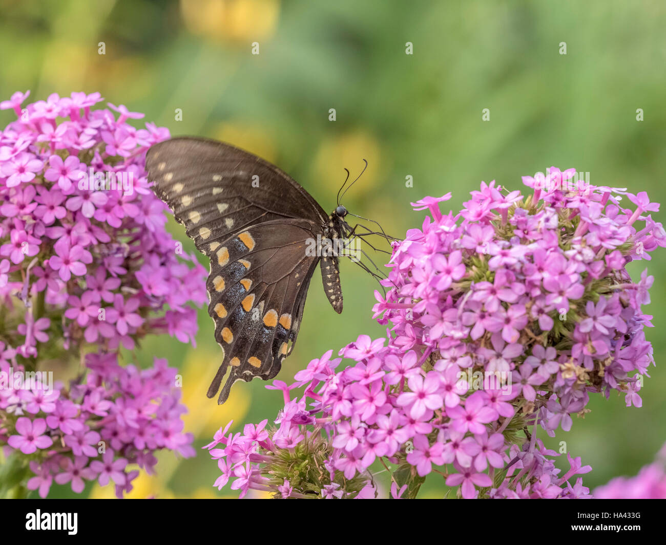 Eastern tiger swallowtail, Papilio glaucus is a species of swallowtail ...