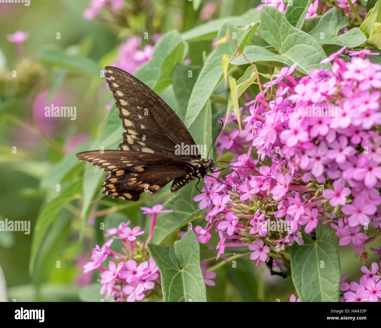 Female morph of papilio species hi-res stock photography and images - Alamy