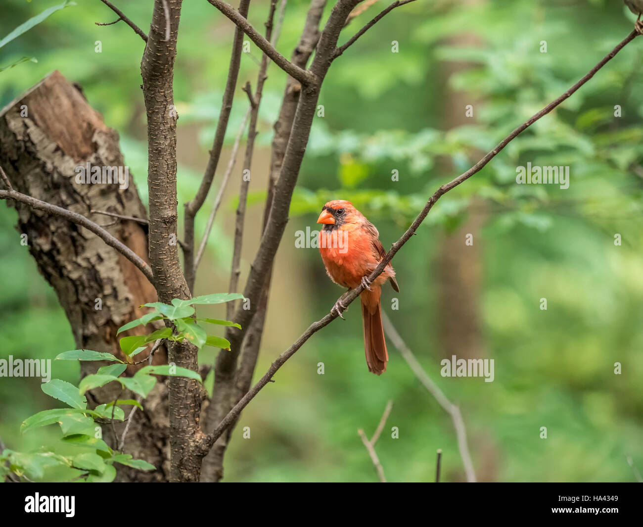 Northern cardinal ,Cardinalis cardinalis, is a North American bird in ...