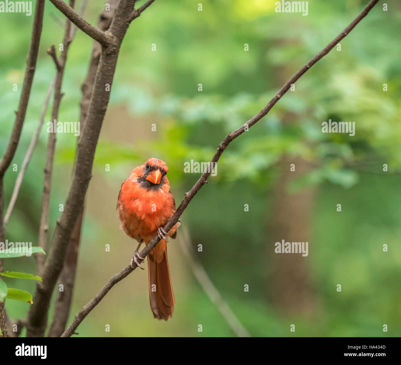 Northern cardinal ,Cardinalis cardinalis, is a North American bird in ...