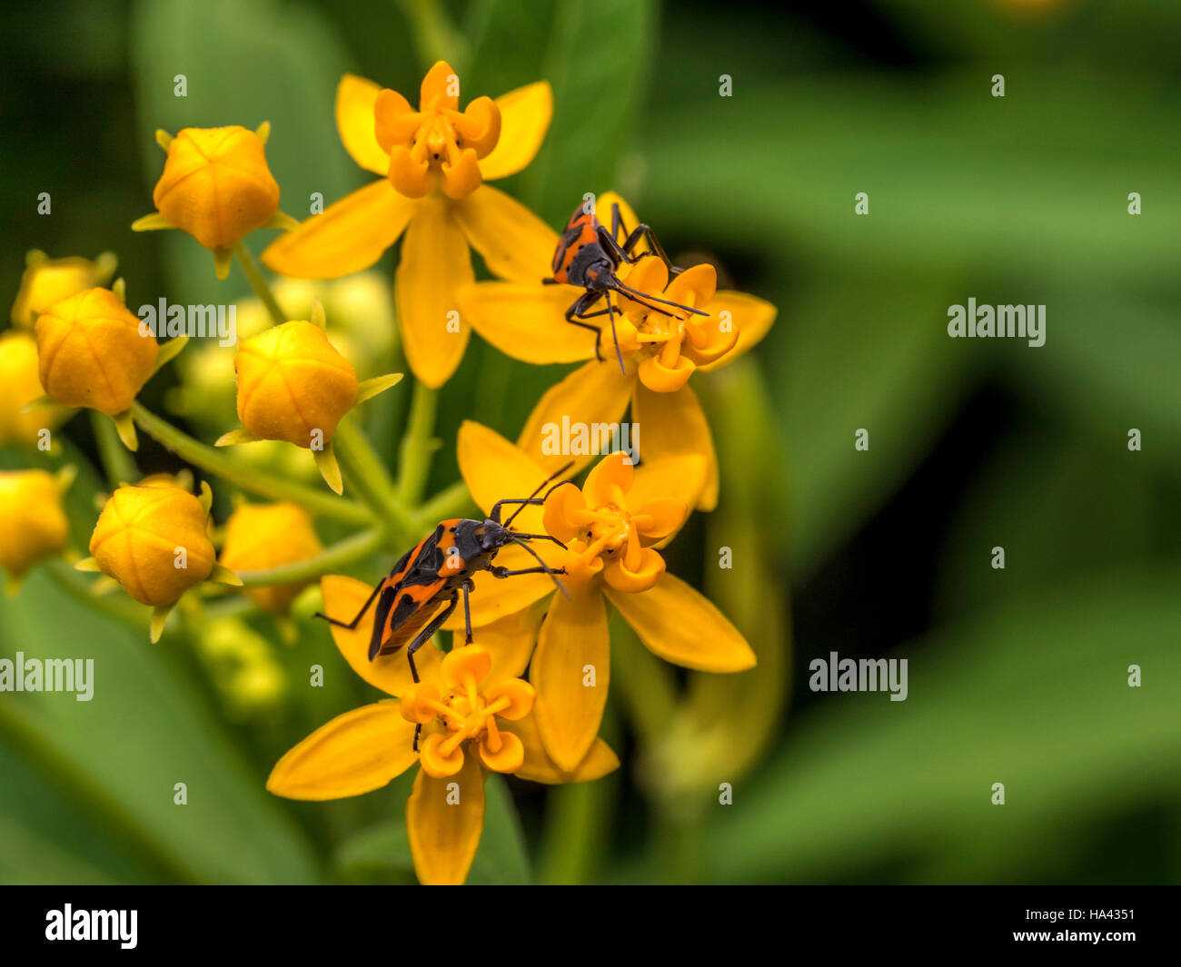 Lygaeidae are a family in the Hemiptera,Milkweed bugs Stock Photo - Alamy