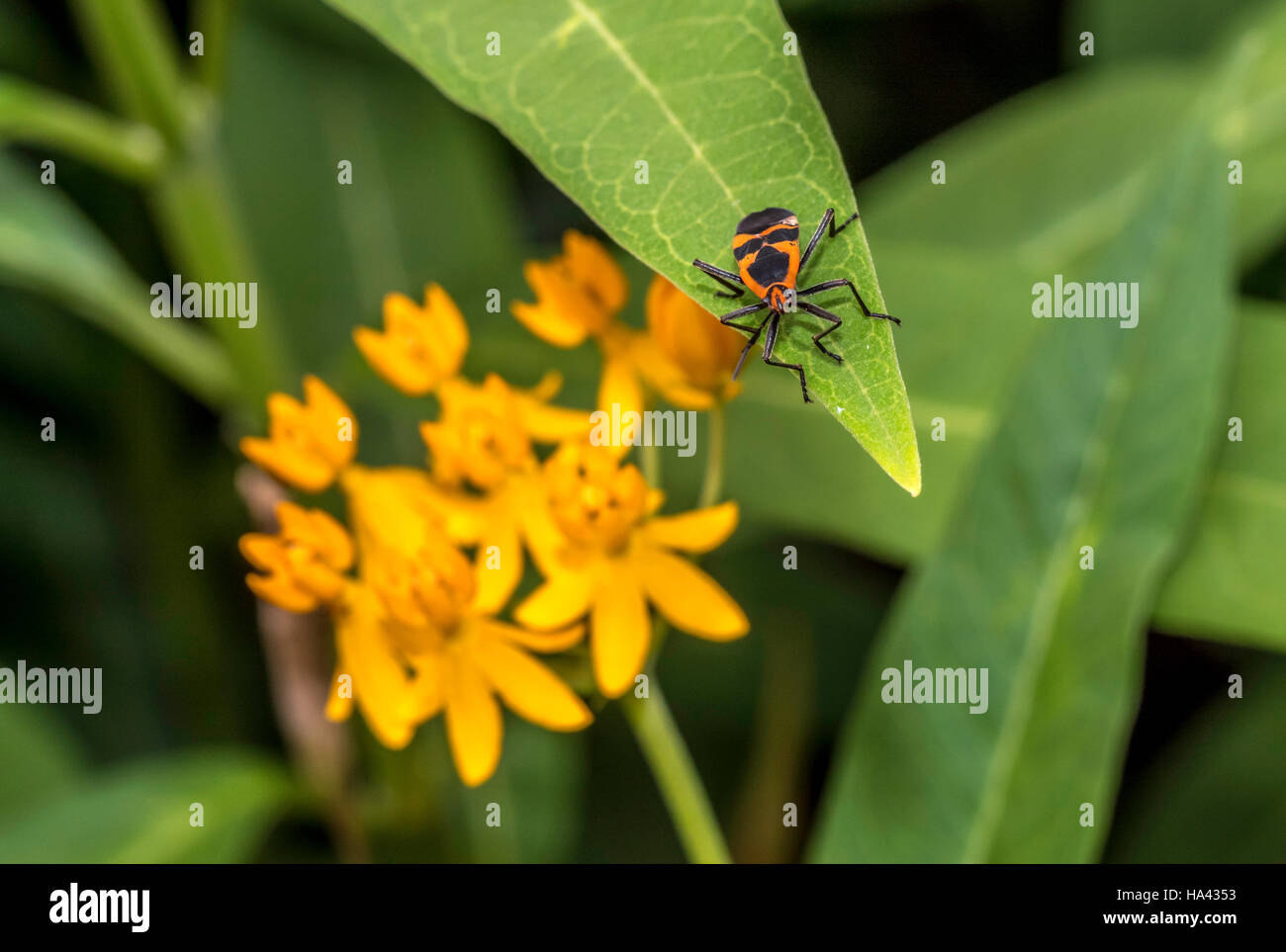 Lygaeidae are a family in the Hemiptera,Milkweed bugs Stock Photo - Alamy