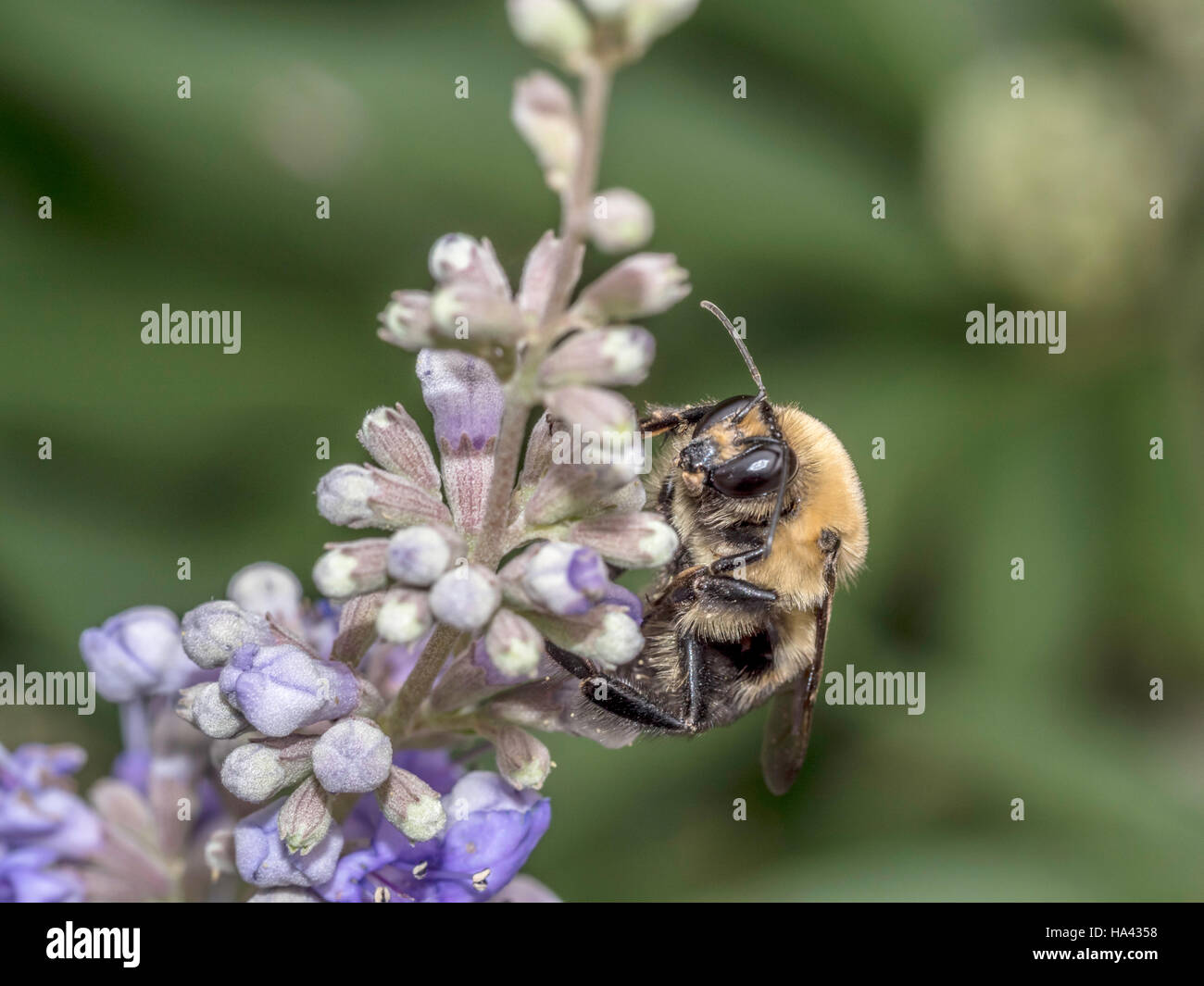 bumblebee, also written bumble bee, is any member of the bee genus ...