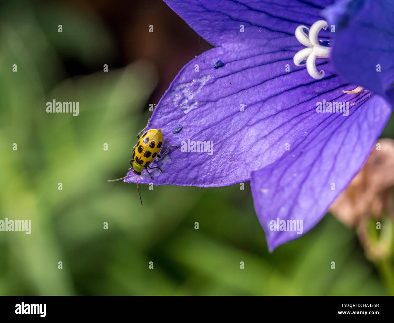 Two genera hi-res stock photography and images - Alamy