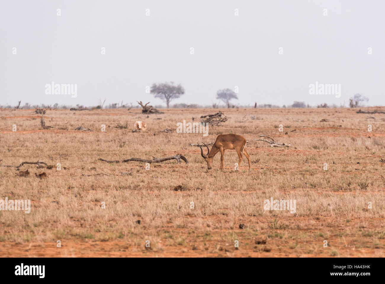 Hirola hi-res stock photography and images - Alamy