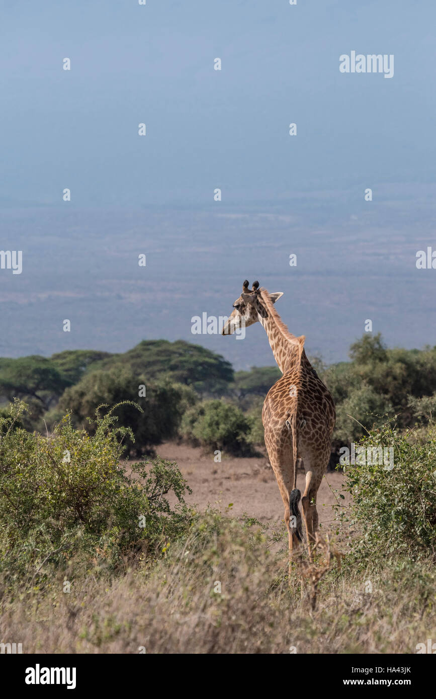 Giraffe backside hi-res stock photography and images - Alamy