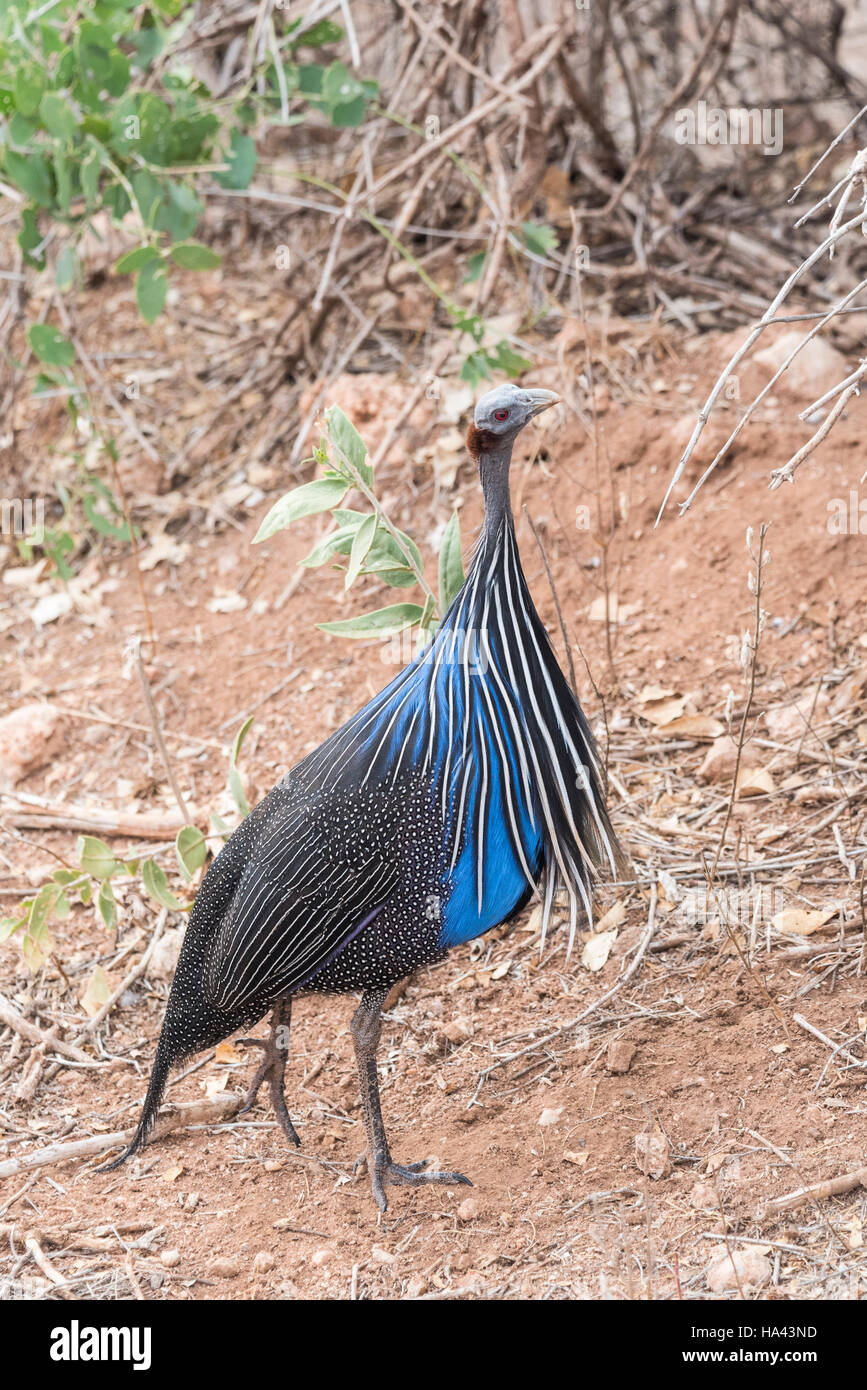 A Vulturine Guineafowl Stock Photo - Alamy