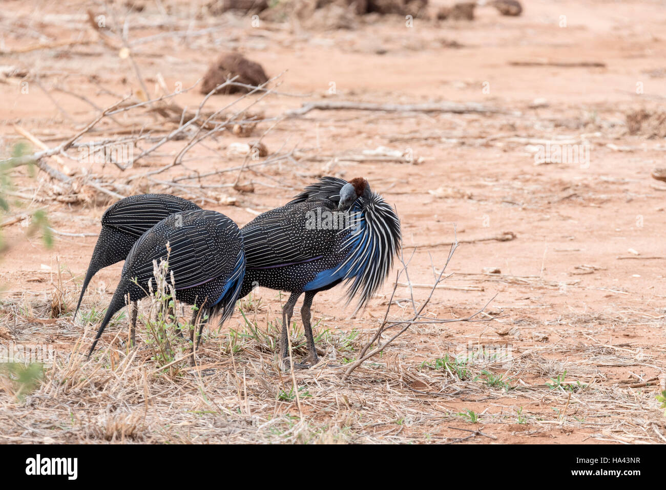 A small flock of Vulturine Guineafowl (Acryllium vulturinum) walking ...