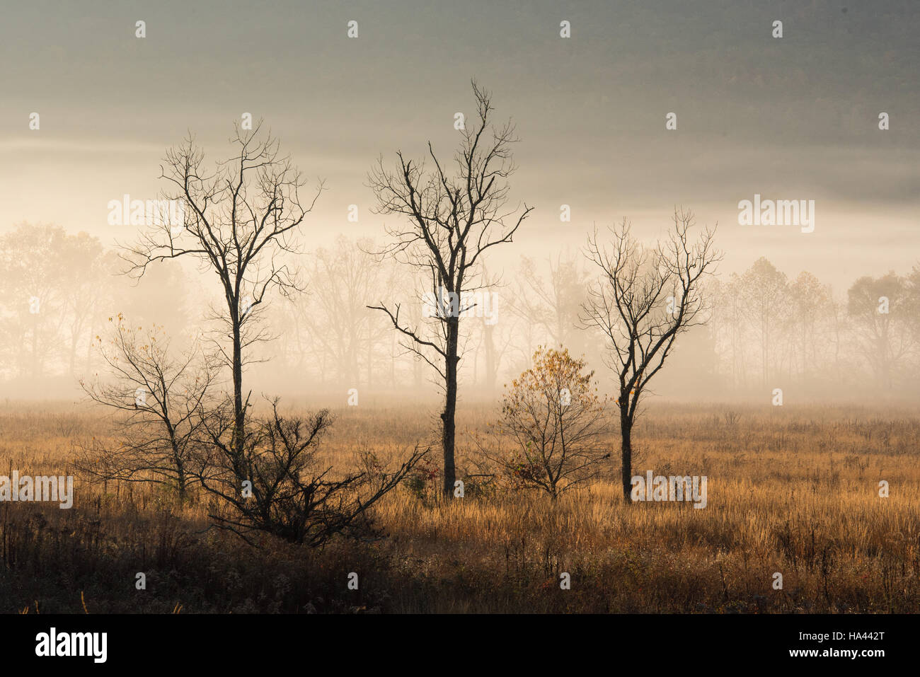Three Empty Trees in Fall with mist in field Stock Photo - Alamy
