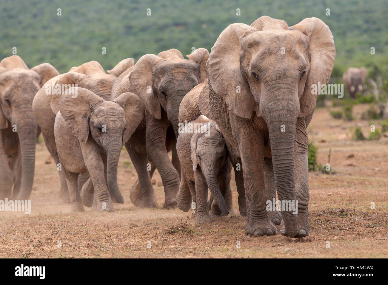 Elephants at the Addo Elephant Park in South Africa Stock Photo - Alamy