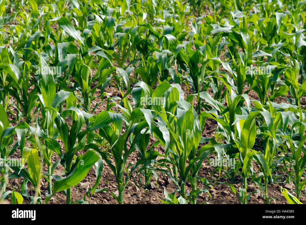 Bright green leaves of corn plants in sun as natural background Stock ...