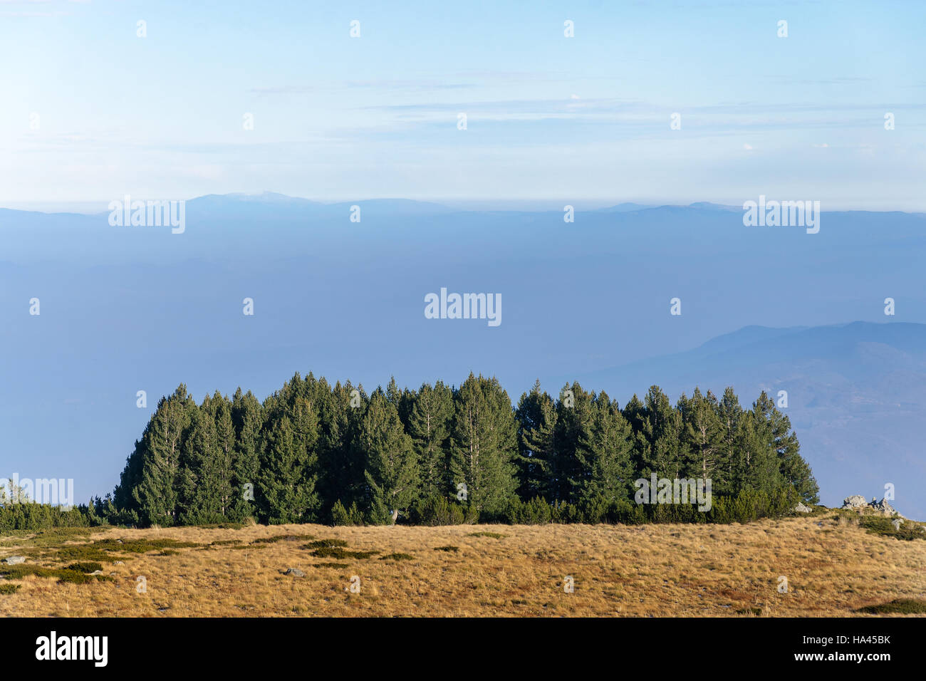 Small pine trees forest again blue background Stock Photo - Alamy