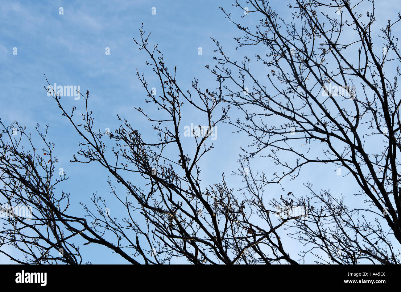 Isolated tree branches against blue clear sky Stock Photo - Alamy