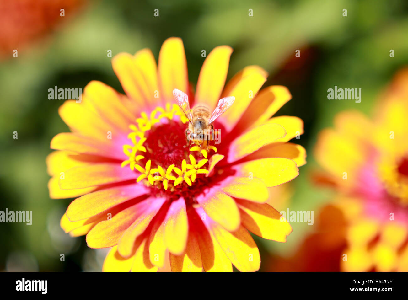 A bee landing on a vibrant yellow and red flower Stock Photo - Alamy