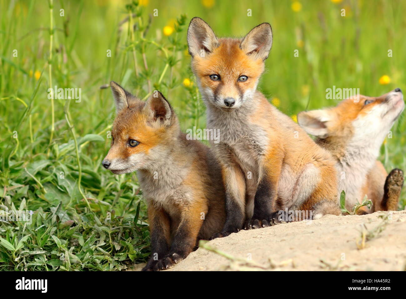 beautiful european red fox cubs near the burrow ( Vulpes Stock Photo ...