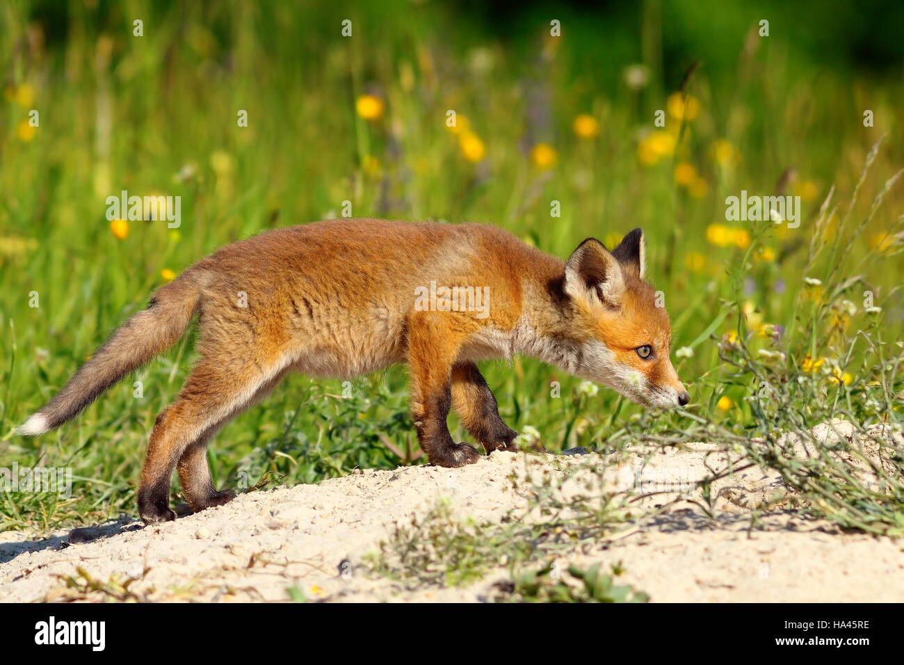 cute young fox exploring the surroundings near the den ( Vulpes Stock ...