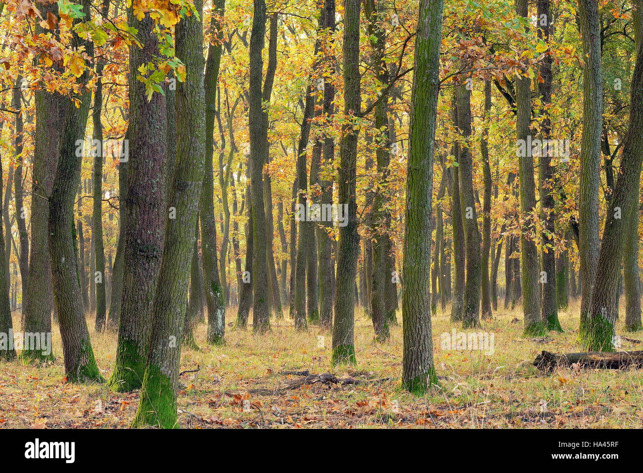 Forest of oak hi-res stock photography and images - Alamy