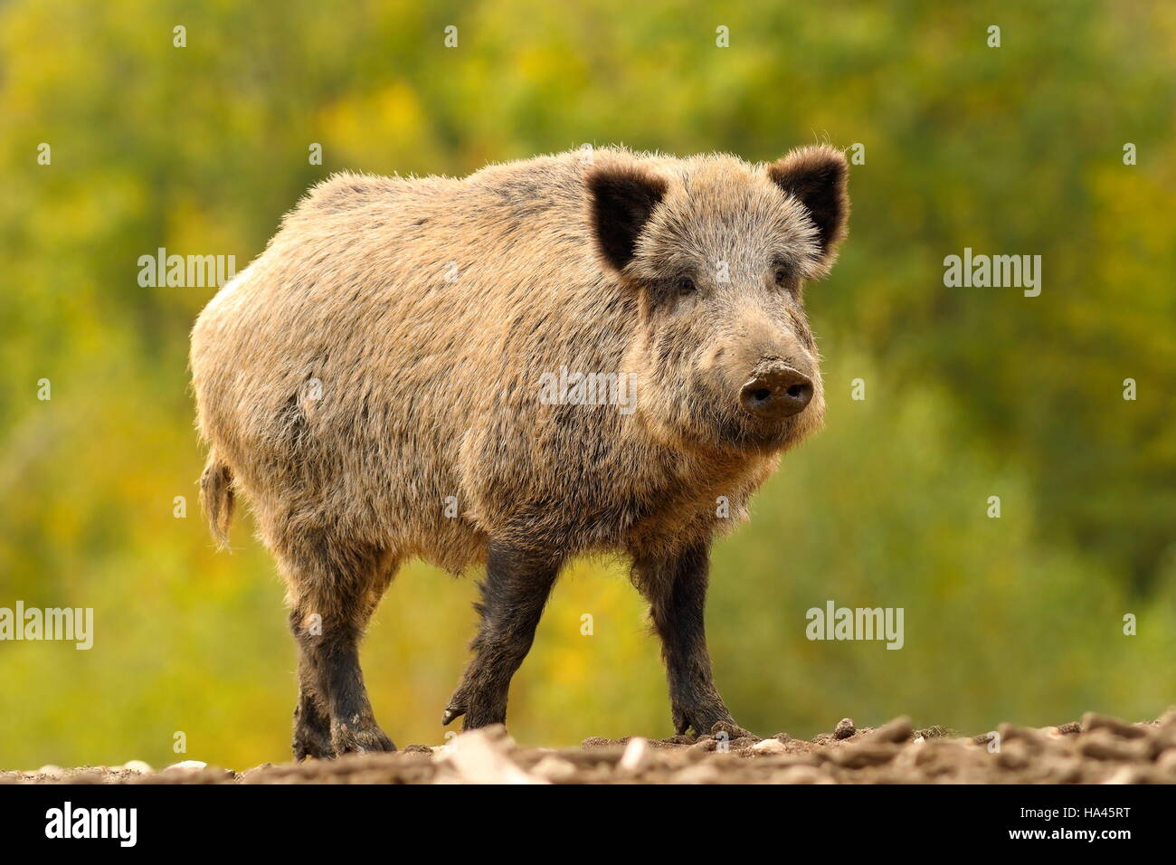 huge wild boar looking at the camera over out of focus autumn forest ...