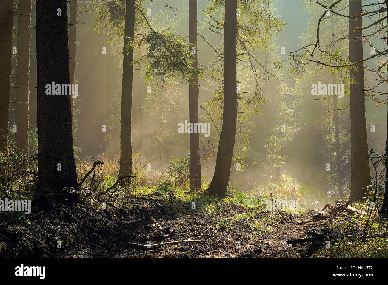 Natural misty forest hi-res stock photography and images - Alamy