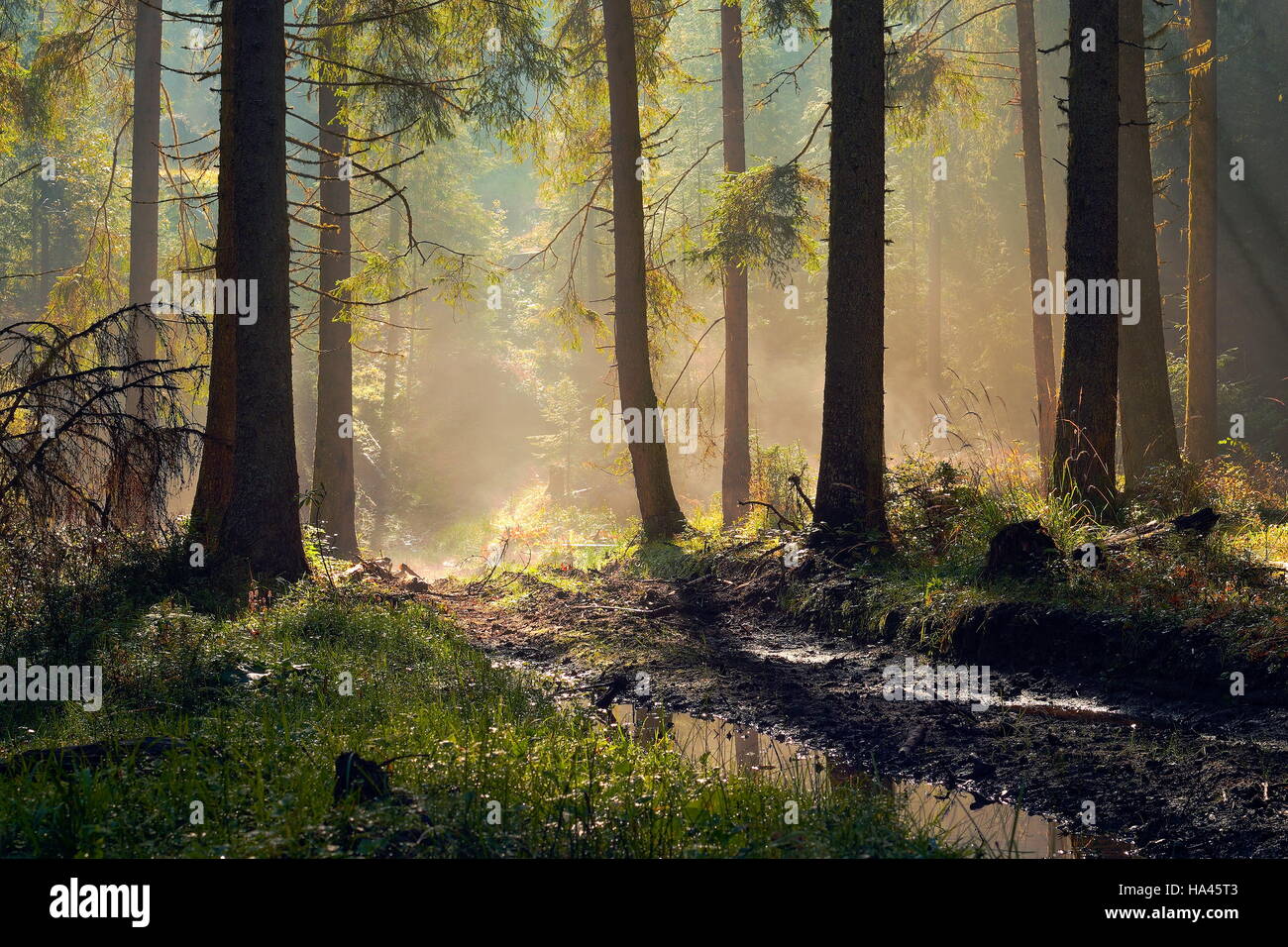 Green forest in sunlight light hi-res stock photography and images - Alamy