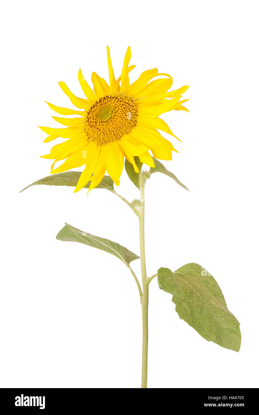 Beautiful sunflower the upper hand looks isolated on white Stock Photo ...