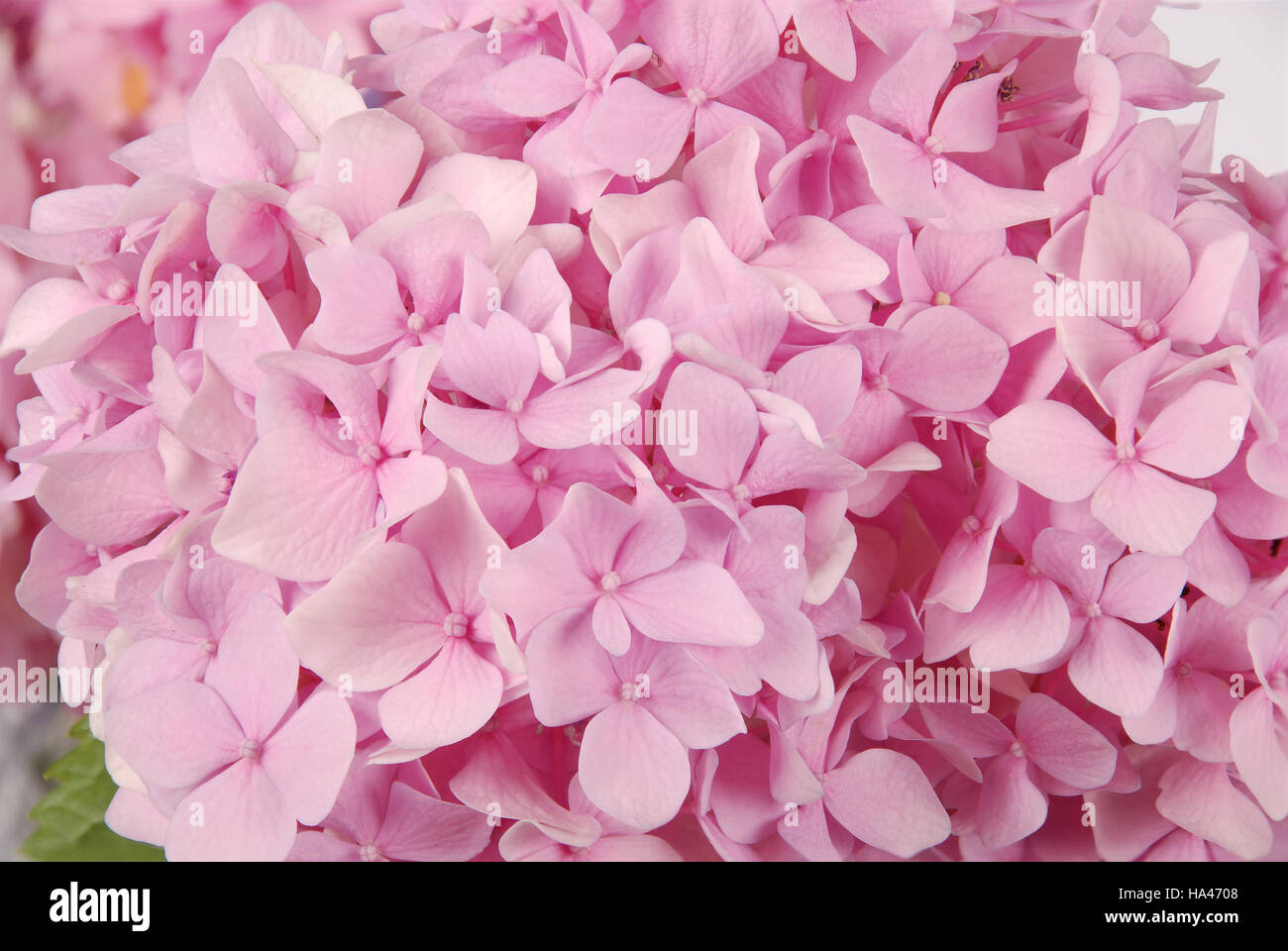 Beautiful Pink hydrangeas flower background. Natural color Stock Photo ...