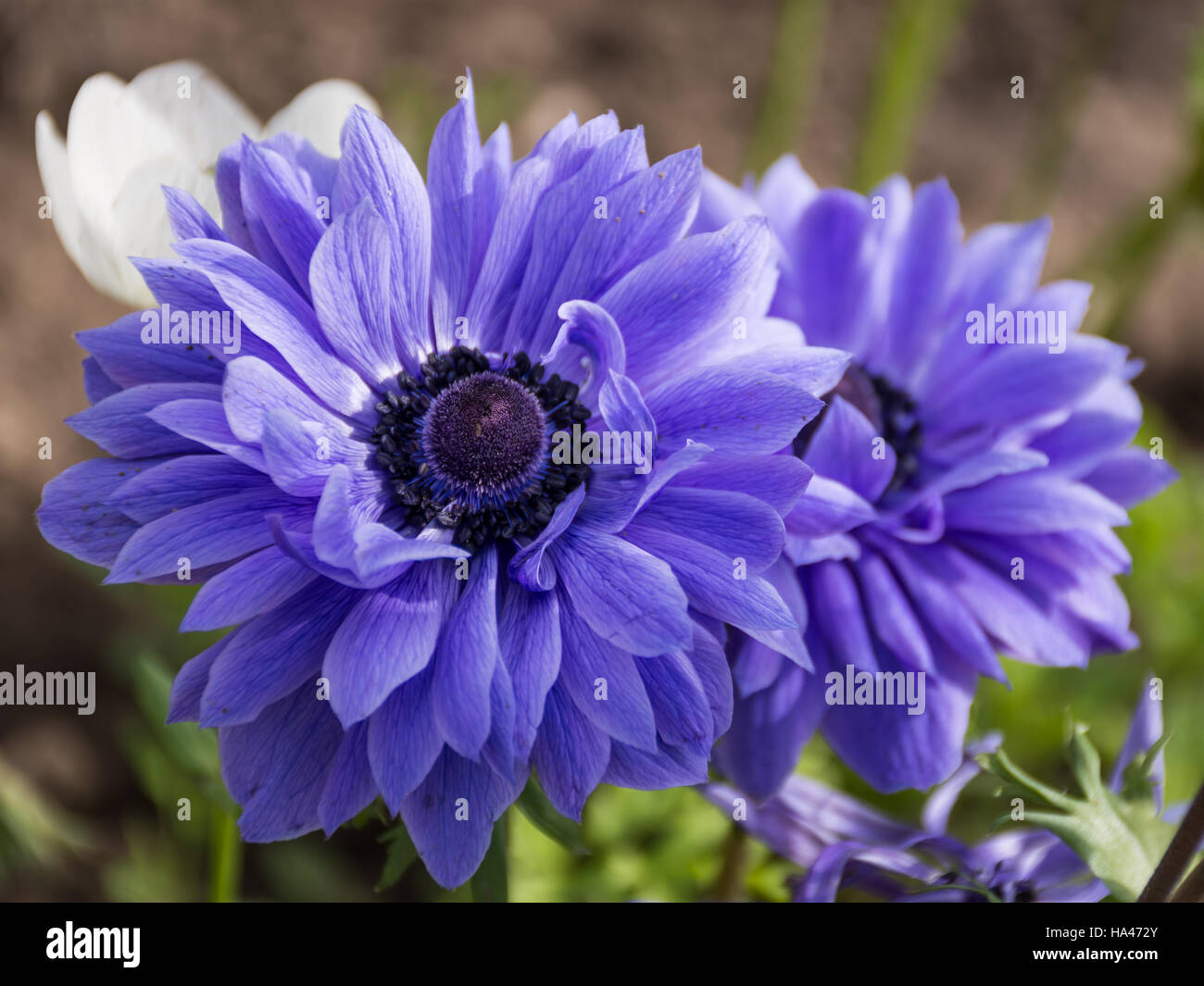 Purple, Violet Anemone Coronaria beautiful spring flower, 'Kichesta ...