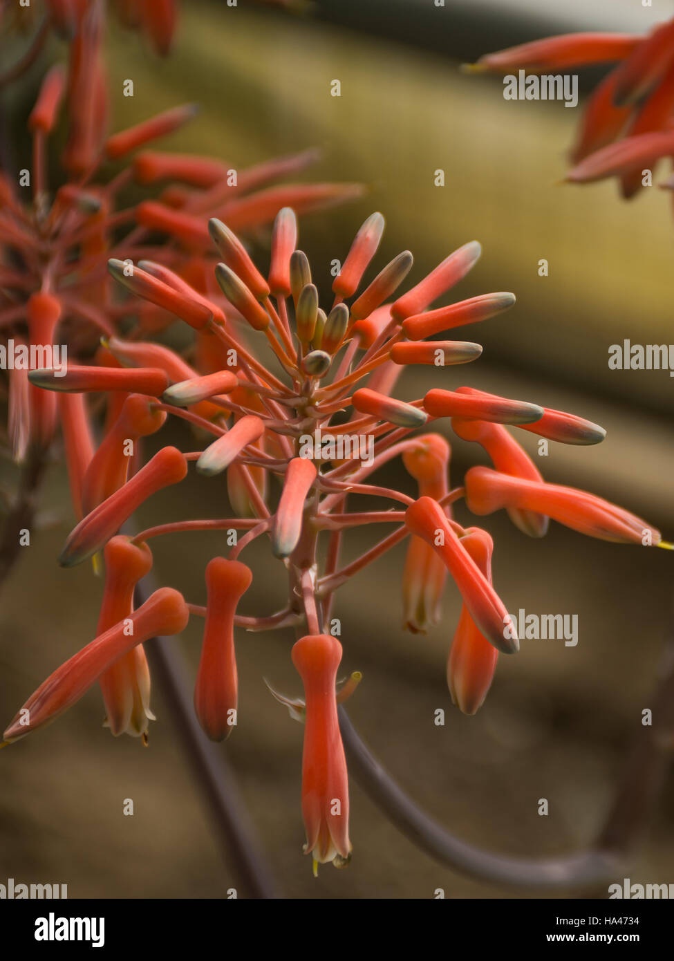 'Yucca Elephantipes' beautiful plant orange red botanical garden Stock ...