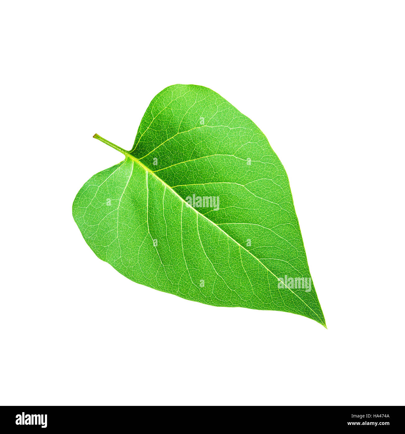 Lilac Leaf Isolated on White Stock Photo - Alamy