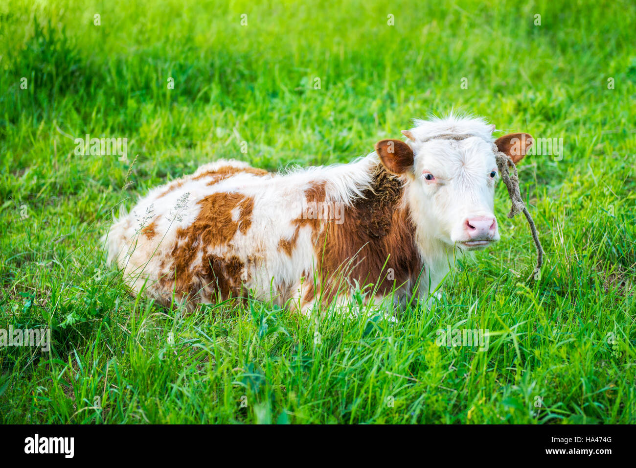 Young calf on country hi-res stock photography and images - Alamy