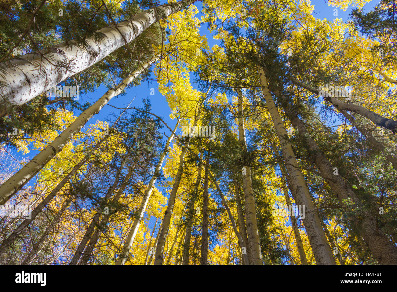 Fall Aspens Santa Fe, New Mexico Stock Photo - Alamy