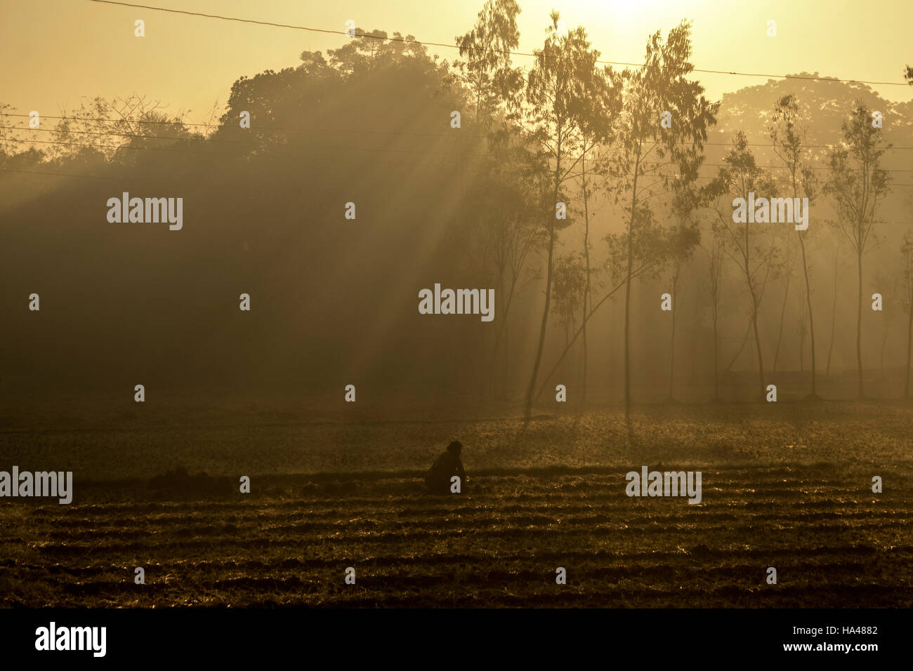 Golden Morning, Sarishabari, Jamalpur, Bangladesh Stock Photo - Alamy
