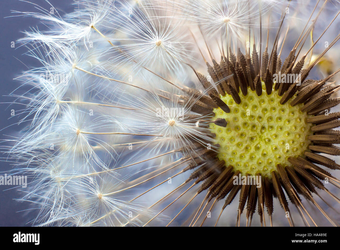 Dandelion flower seed closeup with blurred background Stock Photo - Alamy