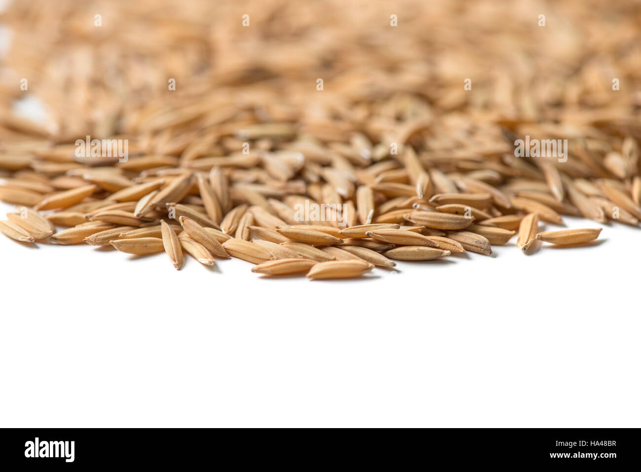 paddy seed on white background Stock Photo - Alamy